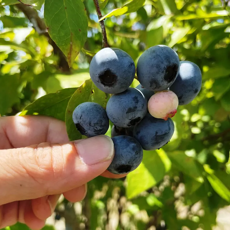 カルベリー農園紹介 | 自然薯 土の香(とのか) | ブルーベリー カルベリー