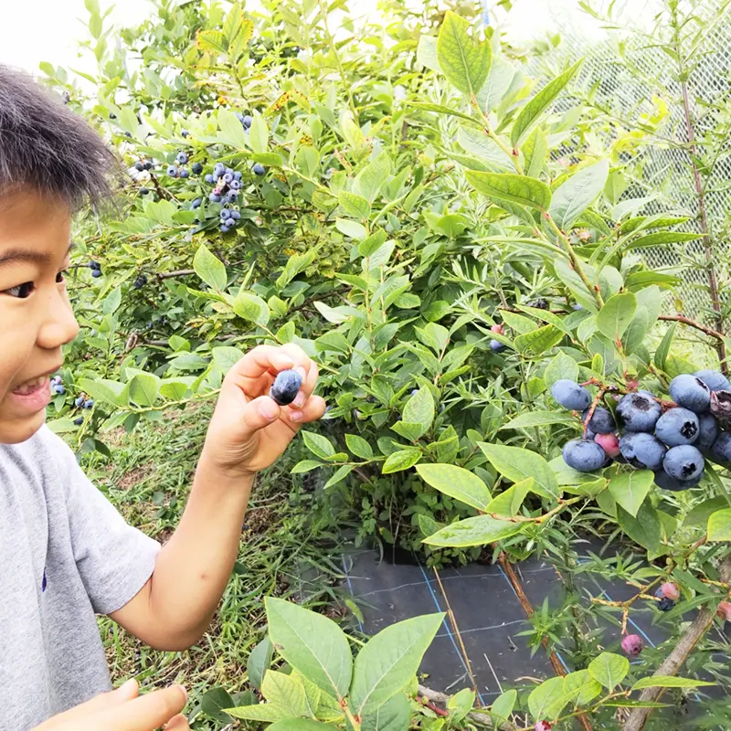 カルベリー農園紹介 | 自然薯 土の香(とのか) | ブルーベリー カルベリー