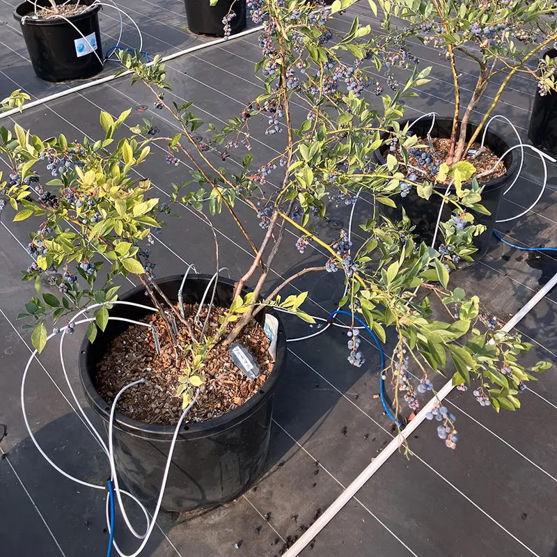 カルベリー農園紹介 | 自然薯 土の香(とのか) | ブルーベリー カルベリー